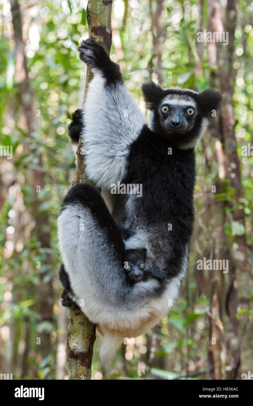 Indri (Indri indri) mother and five week old infant, eastern Madagascar ...