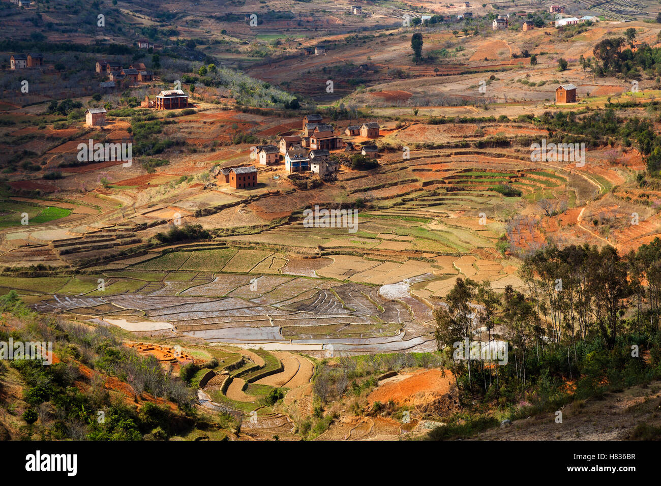 Rice (Oryza sativa) terraces and villages in highlands, Madagascar ...