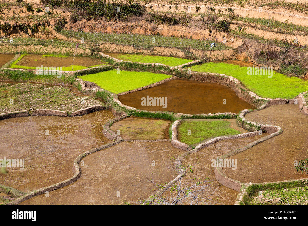 Rice (Oryza sativa) terraces in highlands, Madagascar Stock Photo - Alamy