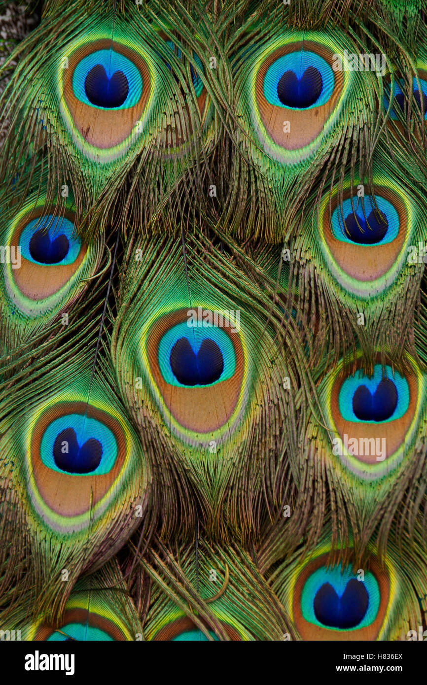 Indian Peafowl (Pavo cristatus) male tail feathers, native to Asia ...