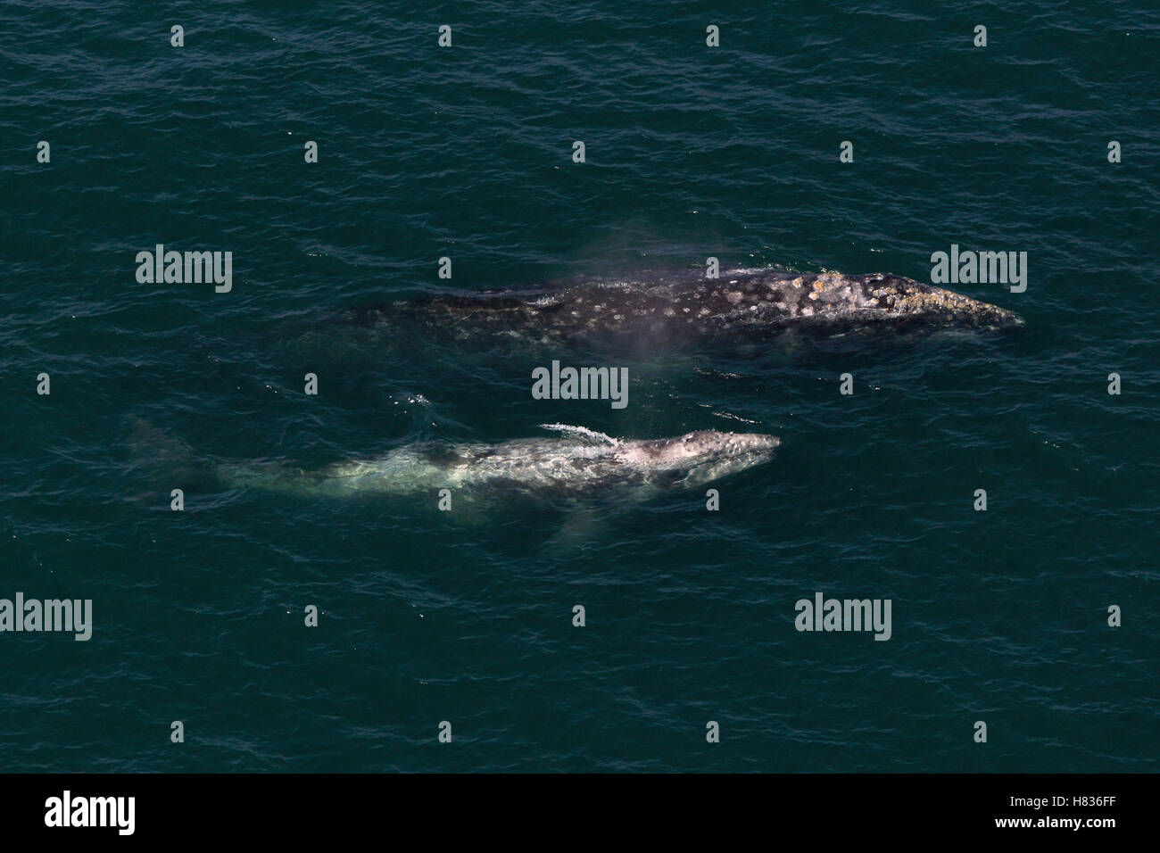 Gray Whale (Eschrichtius robustus) mother and calf surfacing ...
