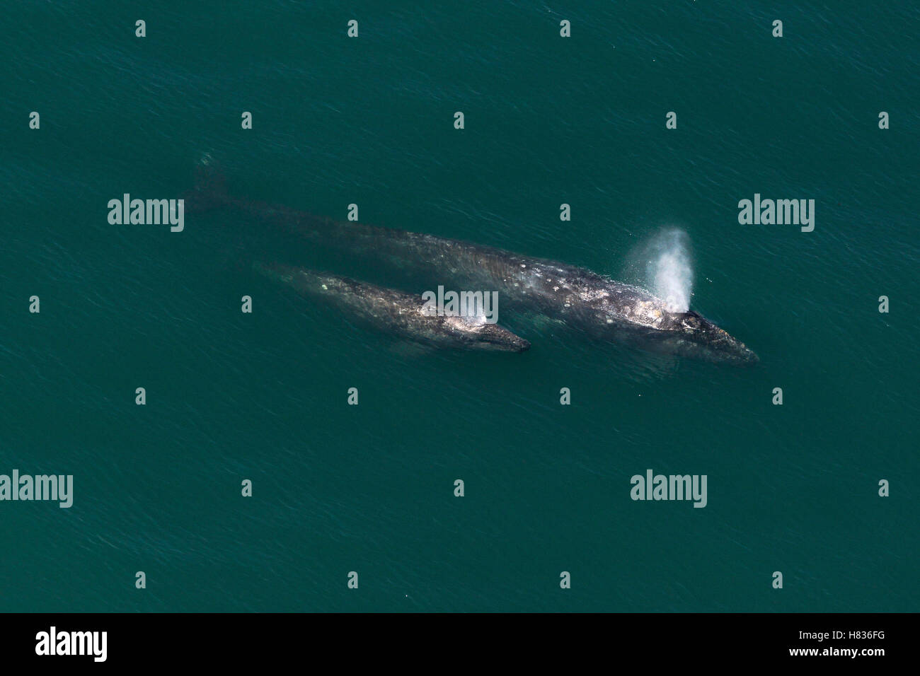 Gray Whale (Eschrichtius robustus) mother and calf spouting, California ...
