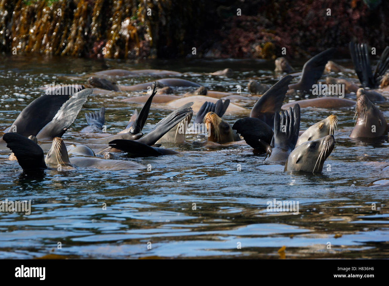 California Sea Lion (Zalophus californianus) group floating at surface ...