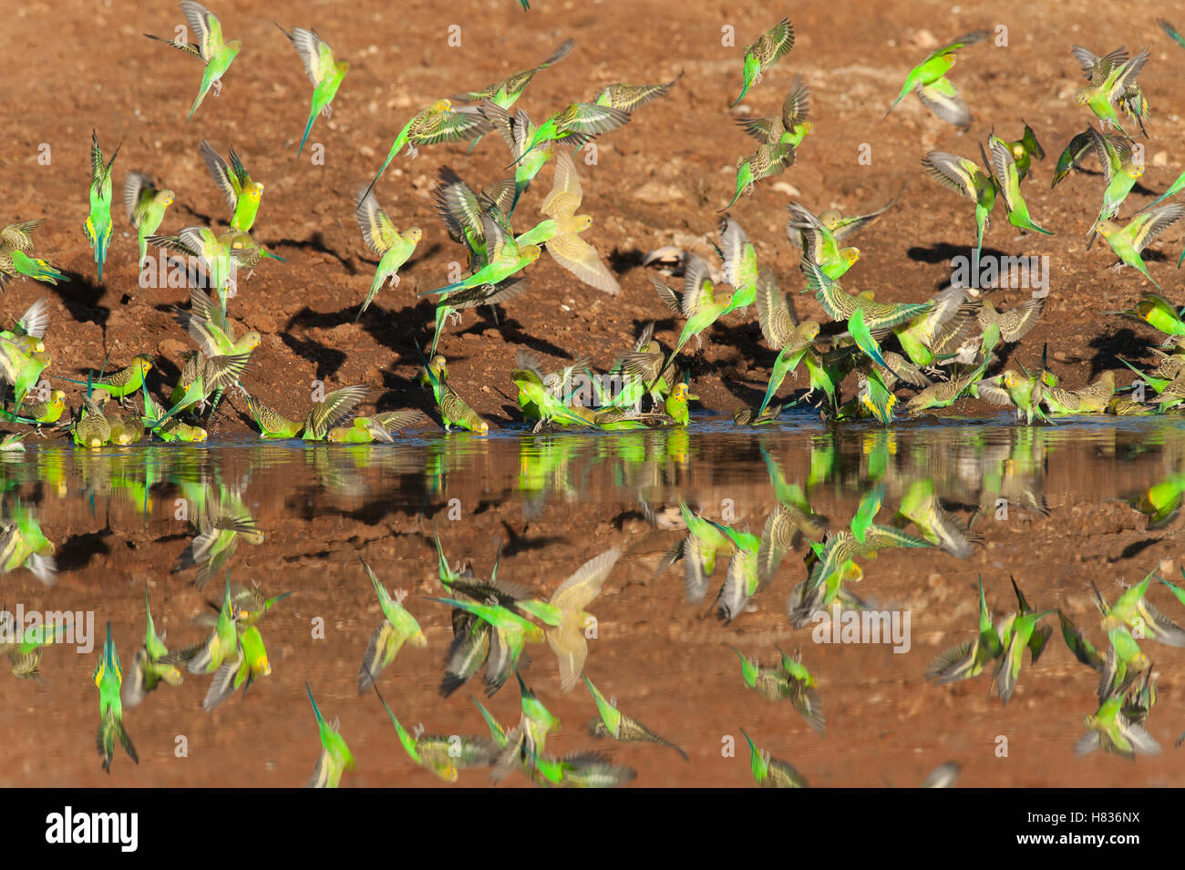 Budgerigar (Melopsittacus undulatus) flock taking flight from waterhole ...