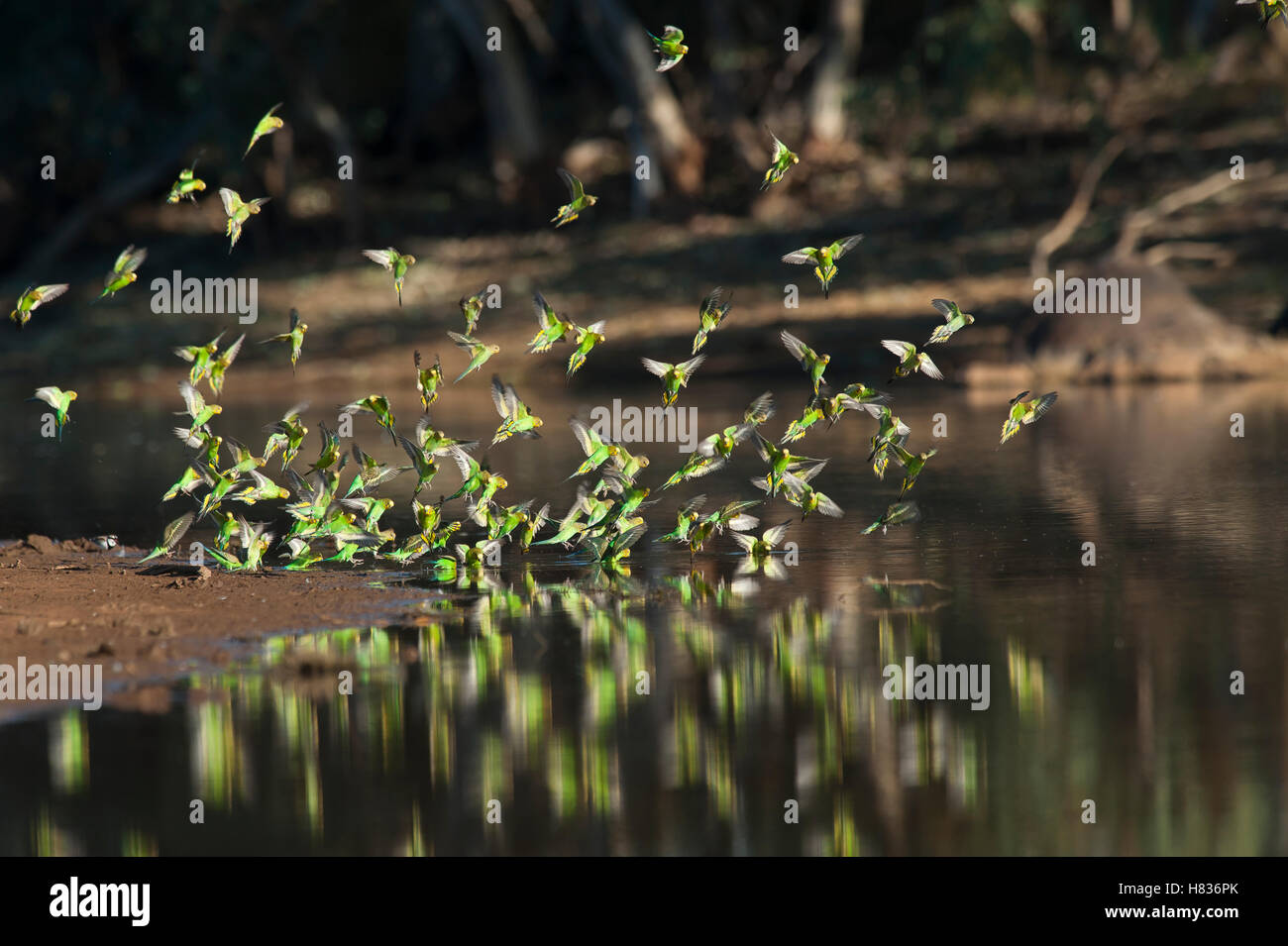 Budgerigar (Melopsittacus undulatus) flock landing at waterhole ...