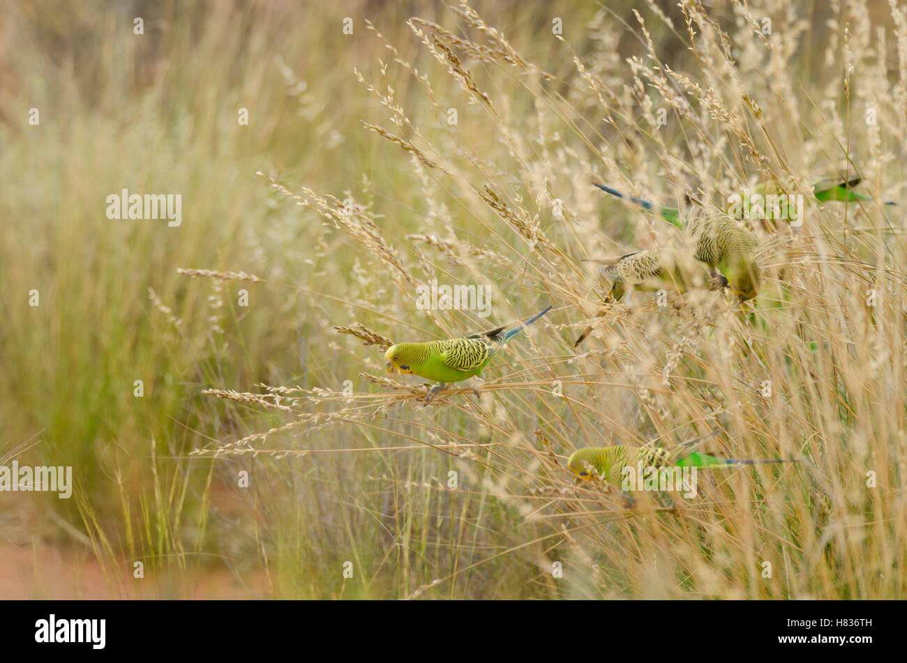 Neale junction nature reserve hi-res stock photography and images - Alamy