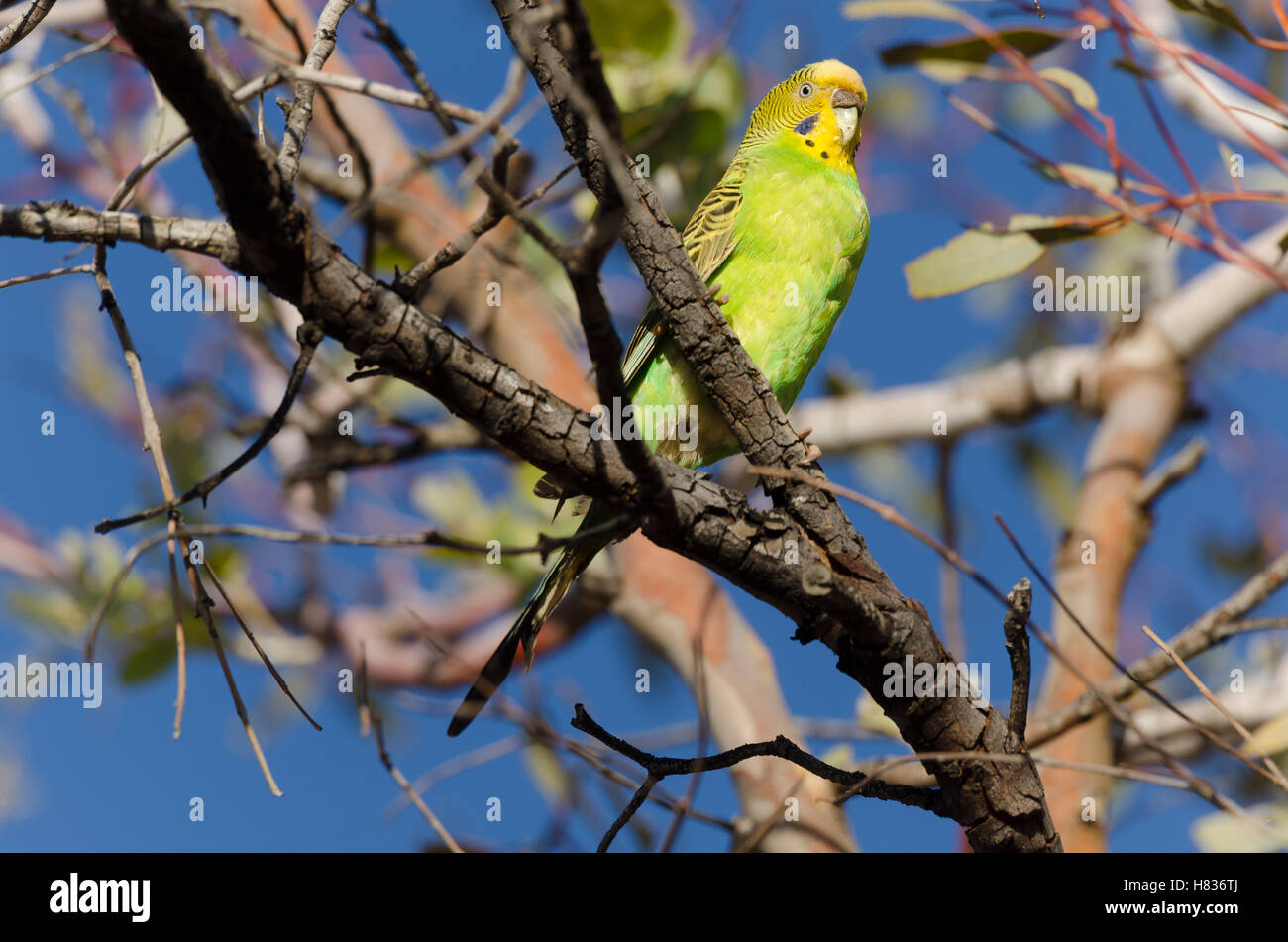 Budgerigar (Melopsittacus undulatus), Connie Sue Highway, Western ...