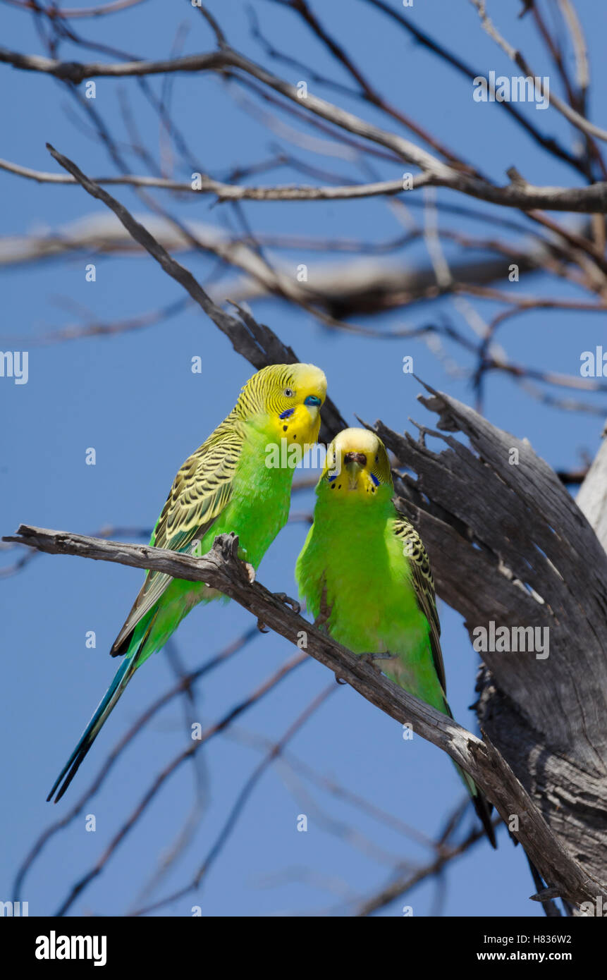 Budgerigar (Melopsittacus undulatus) pair, Connie Sue Highway, Western ...