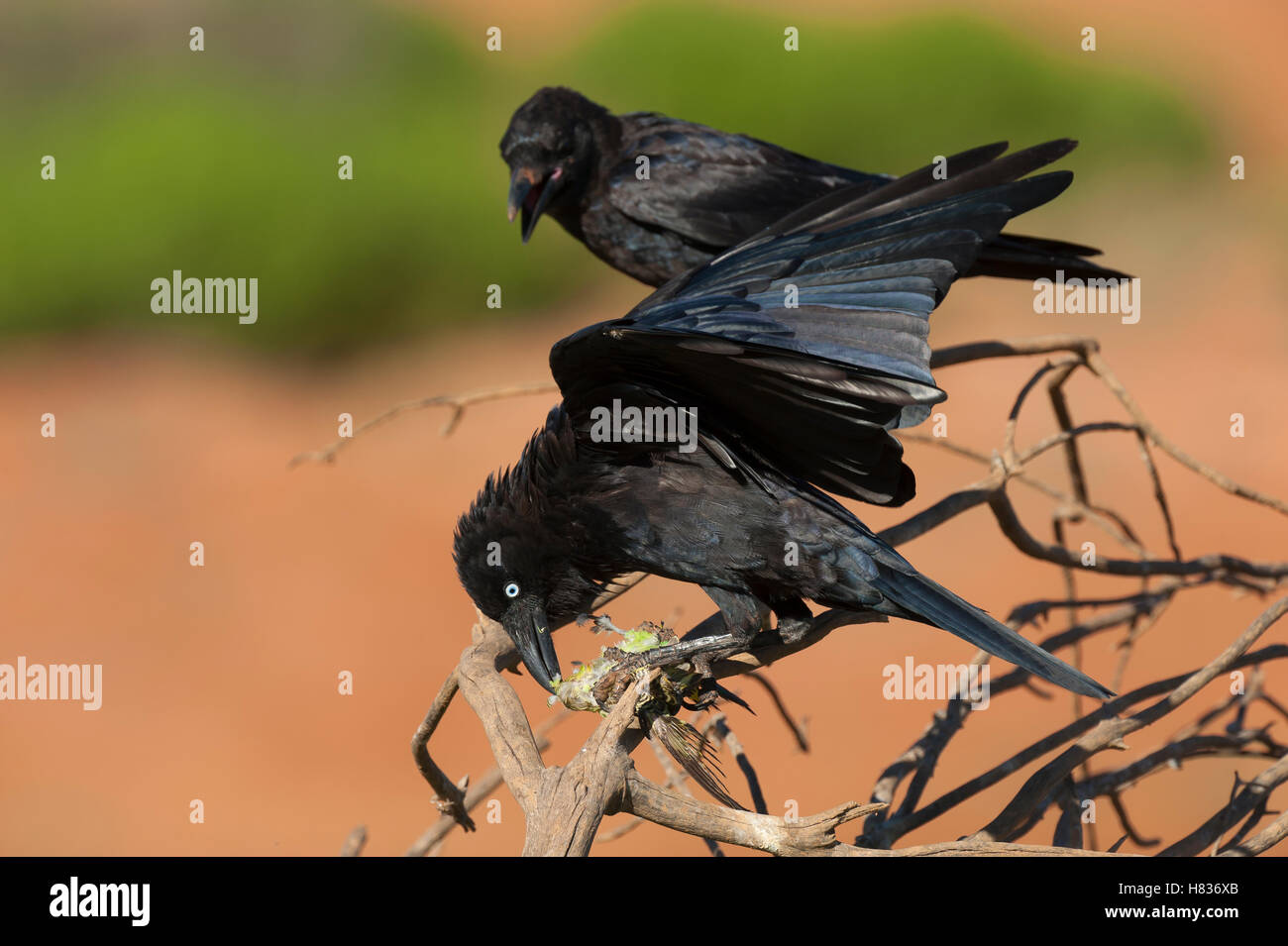 Australian Raven (Corvus coronoides) pair feeding on Budgerigar ...