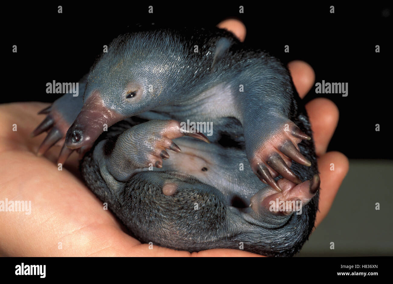 Short-beaked Echidna (Tachyglossus aculeatus) baby in hands, native to ...
