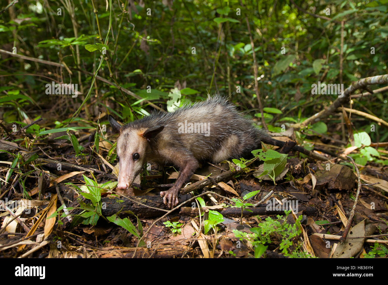 Common Opossum (Didelphis marsupialis), Panama City, Panama Stock Photo ...