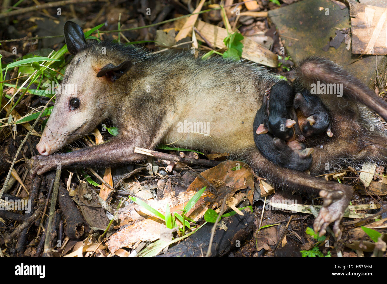 Common Opossum (Didelphis marsupialis) mother who was paralysed by a ...