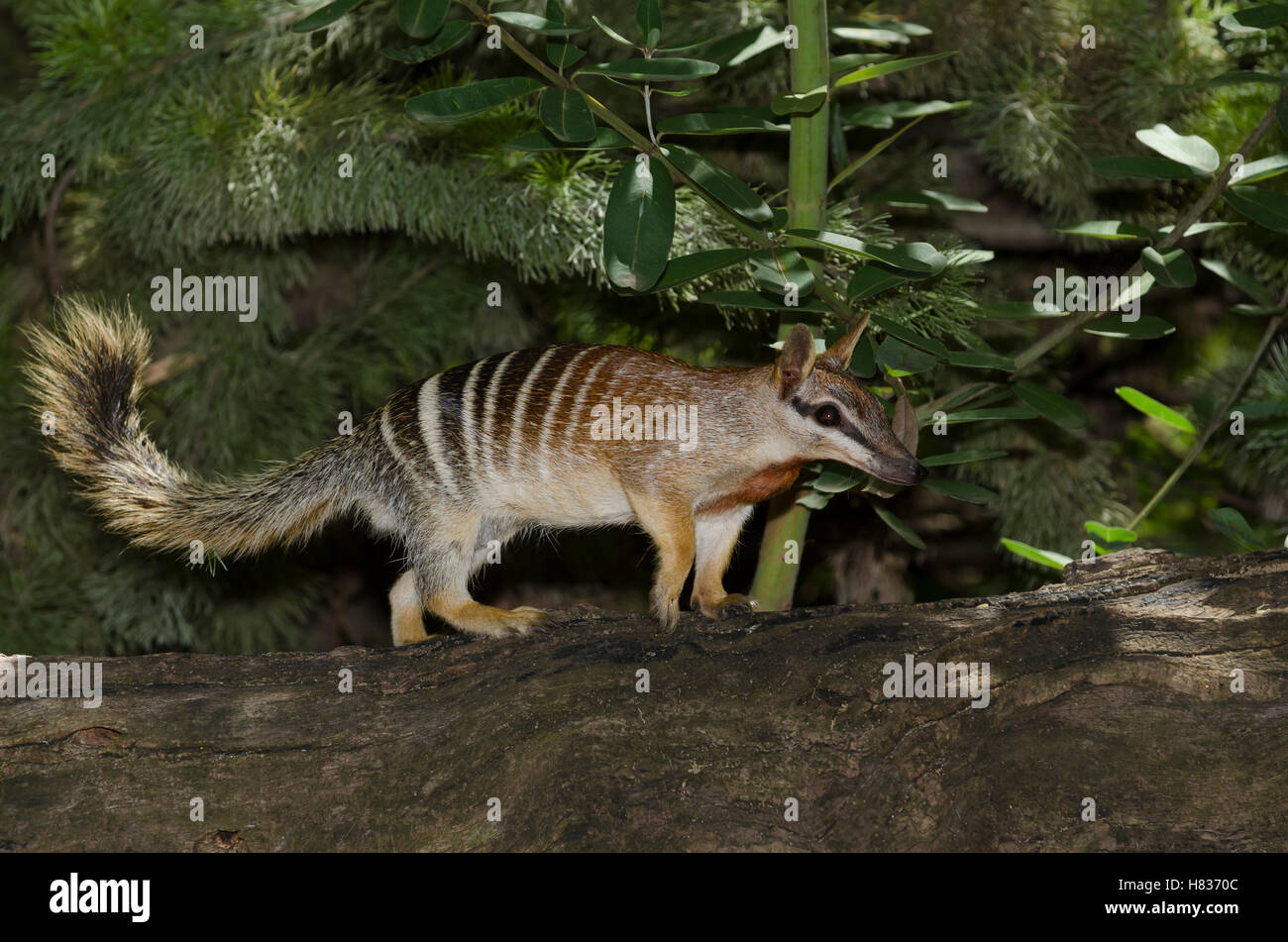 Numbat (Myrmecobius fasciatus), Perth Zoo, Western Australia, Australia ...