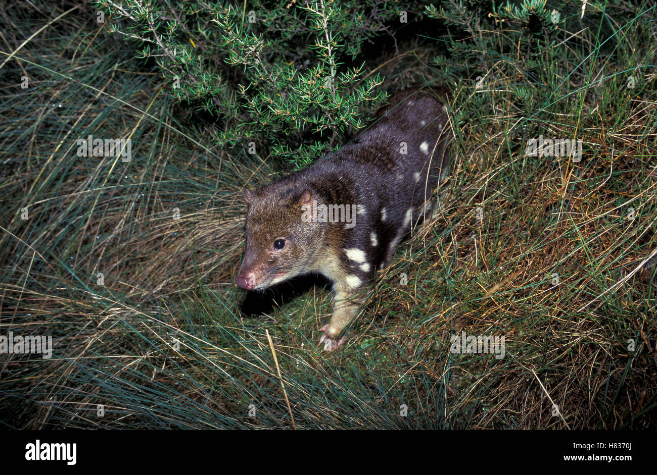 Spotted-tailed Quoll (Dasyurus maculatus) emerging from brush at night ...