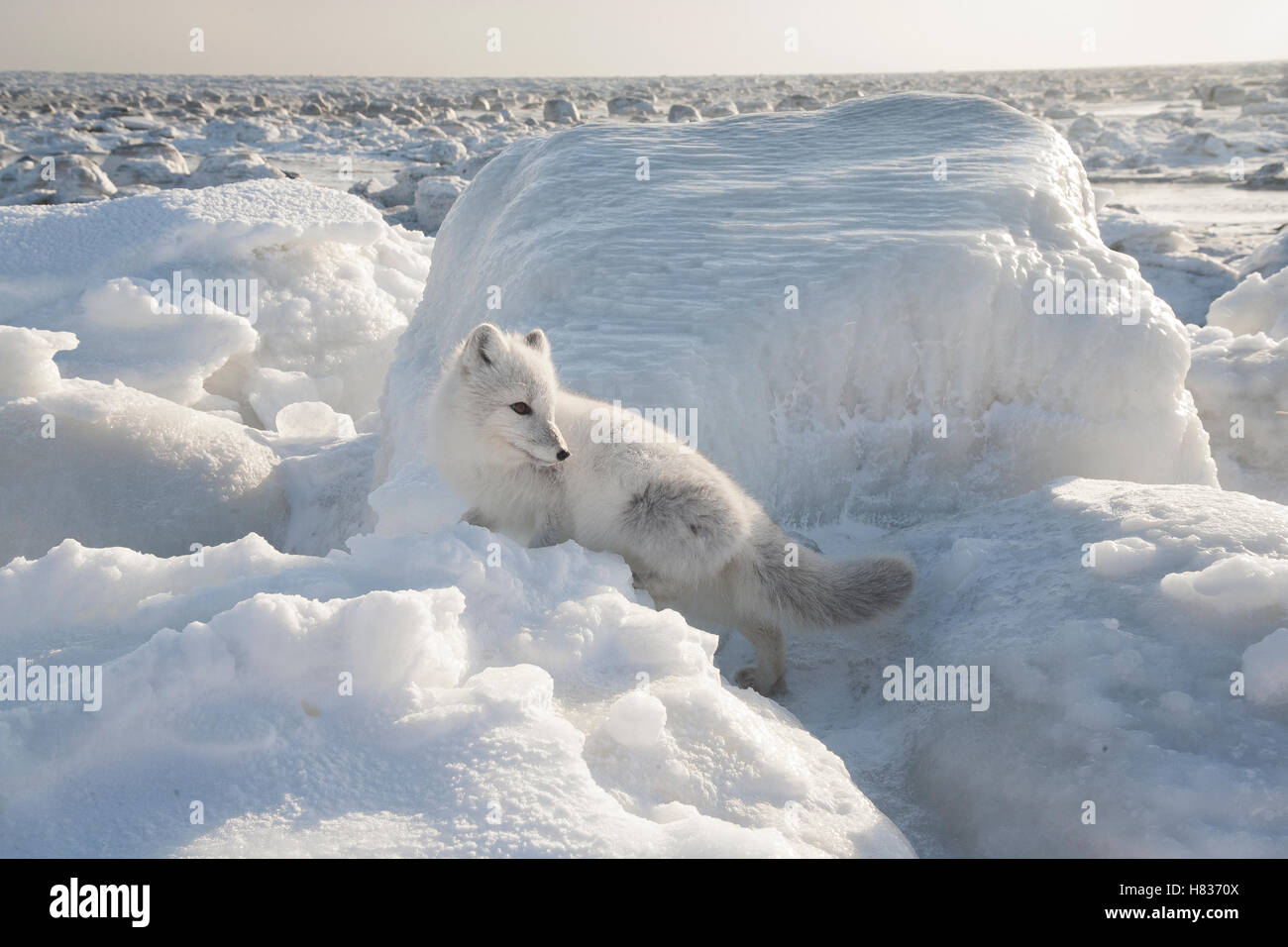 Arctic Fox (Alopex lagopus) on pack ice, Churchill, Manitoba, Canada ...