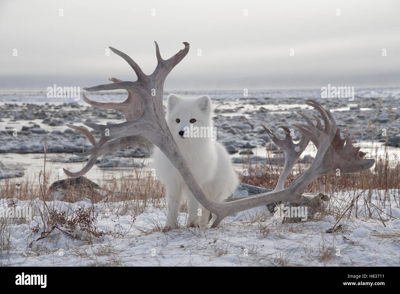 Arctic Fox (Alopex lagopus) with Caribou (Rangifer tarandus) antler ...
