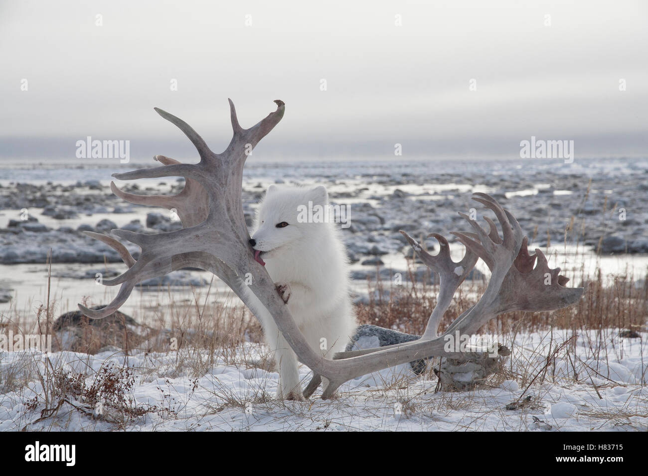 Arctic Fox (Alopex lagopus) licking Caribou (Rangifer tarandus) antlers ...