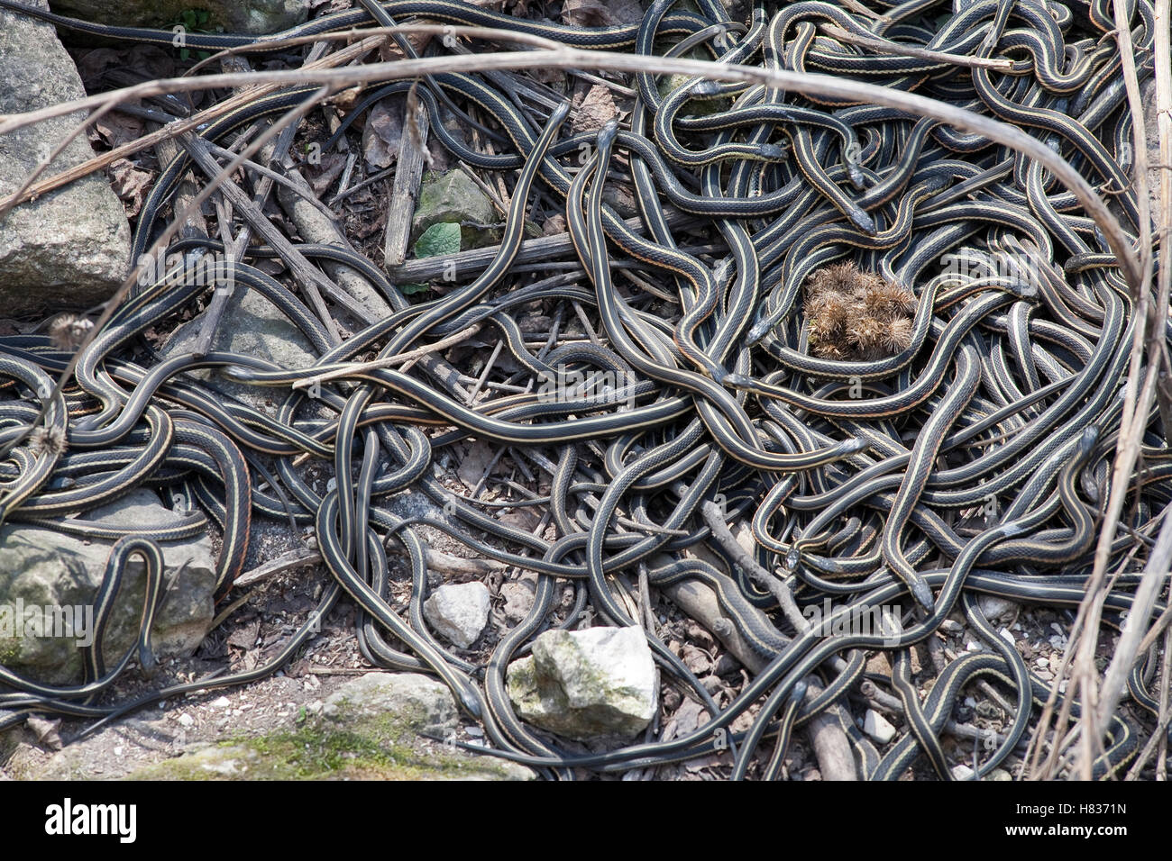 Red-sided Garter Snake (Thamnophis sirtalis parietalis) group mating ...