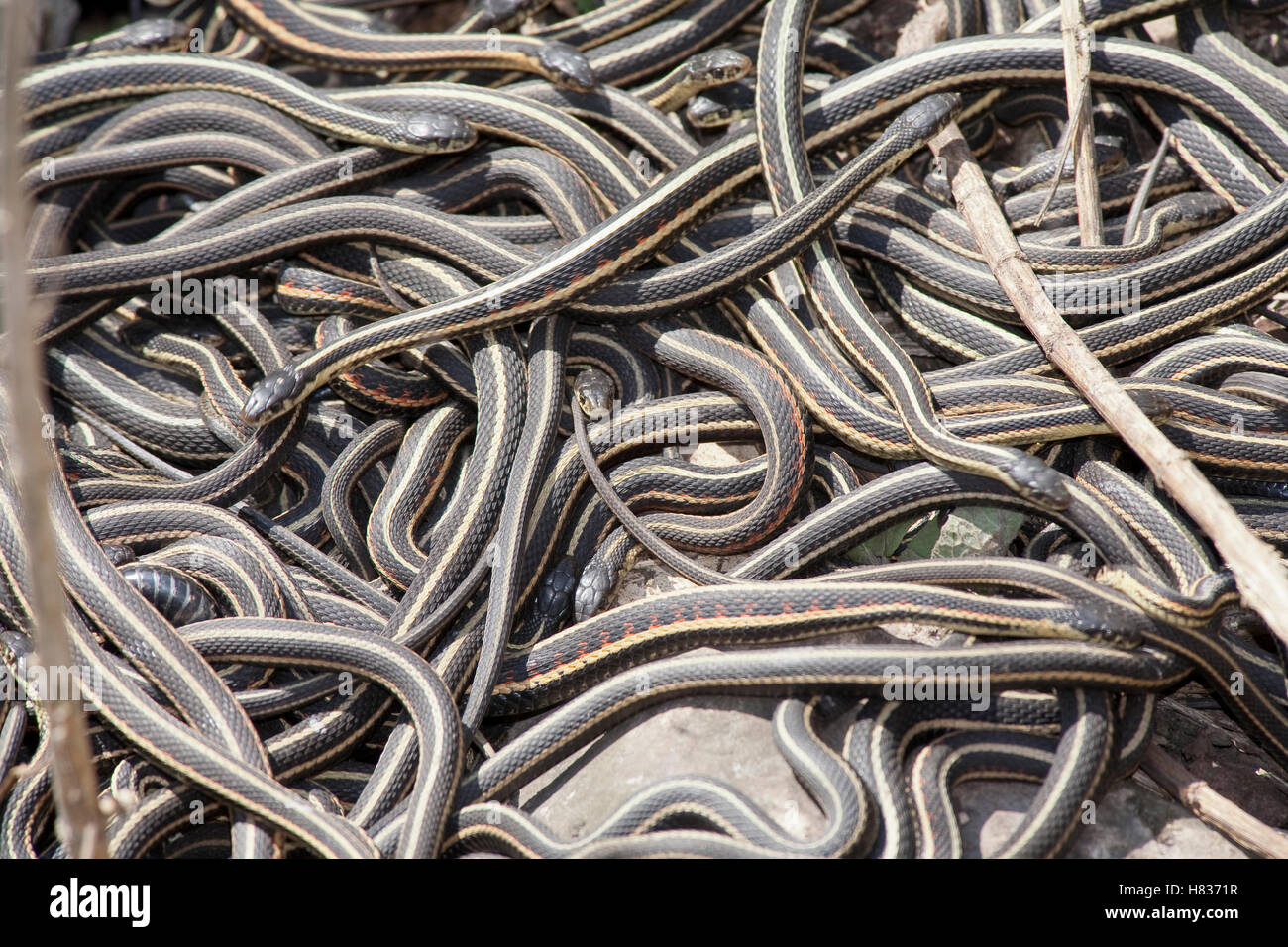 Red-sided Garter Snake (Thamnophis sirtalis parietalis) group mating ...