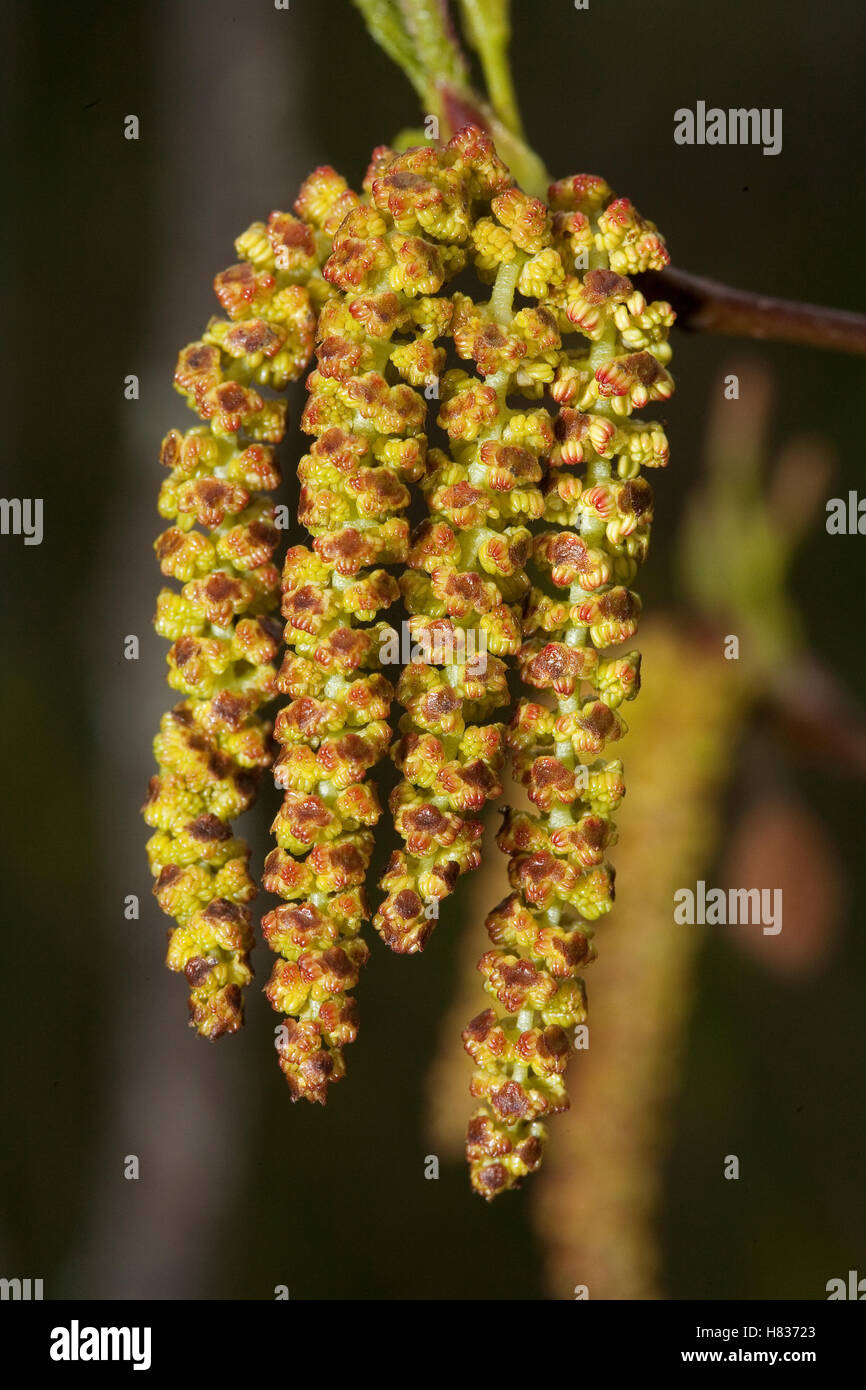 Weeping Willow (Salix sepulcralis) flowers, Kenora, Ontario, Canada ...