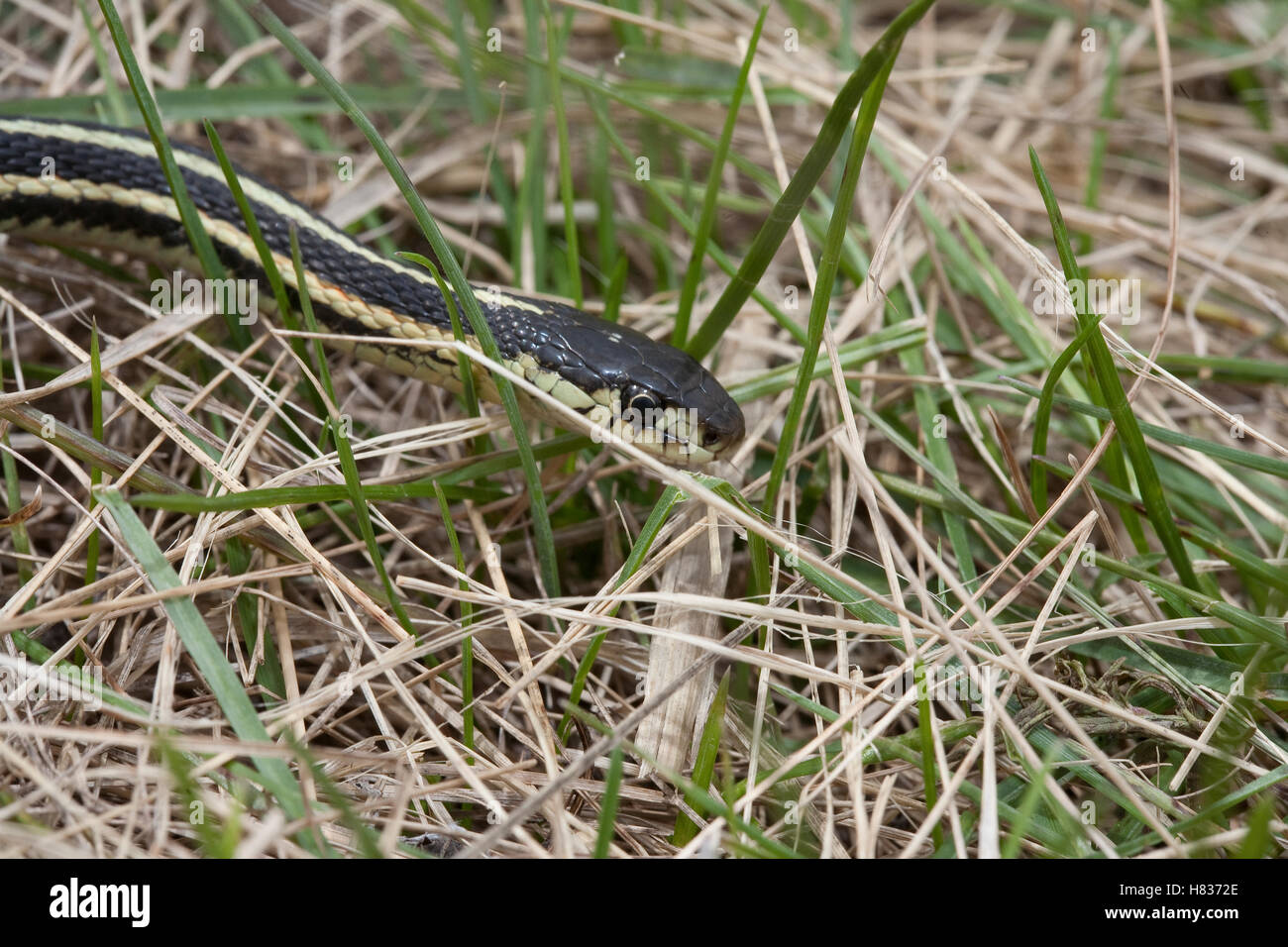 Red-sided Garter Snake (Thamnophis sirtalis parietalis), Narcisse ...