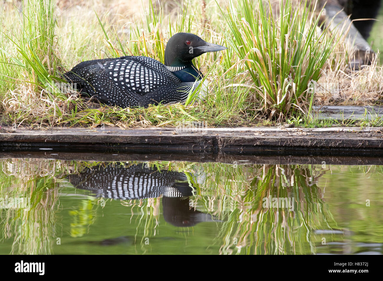 Common Loon (Gavia immer) on nest on floating platform, Kenora, Ontario ...