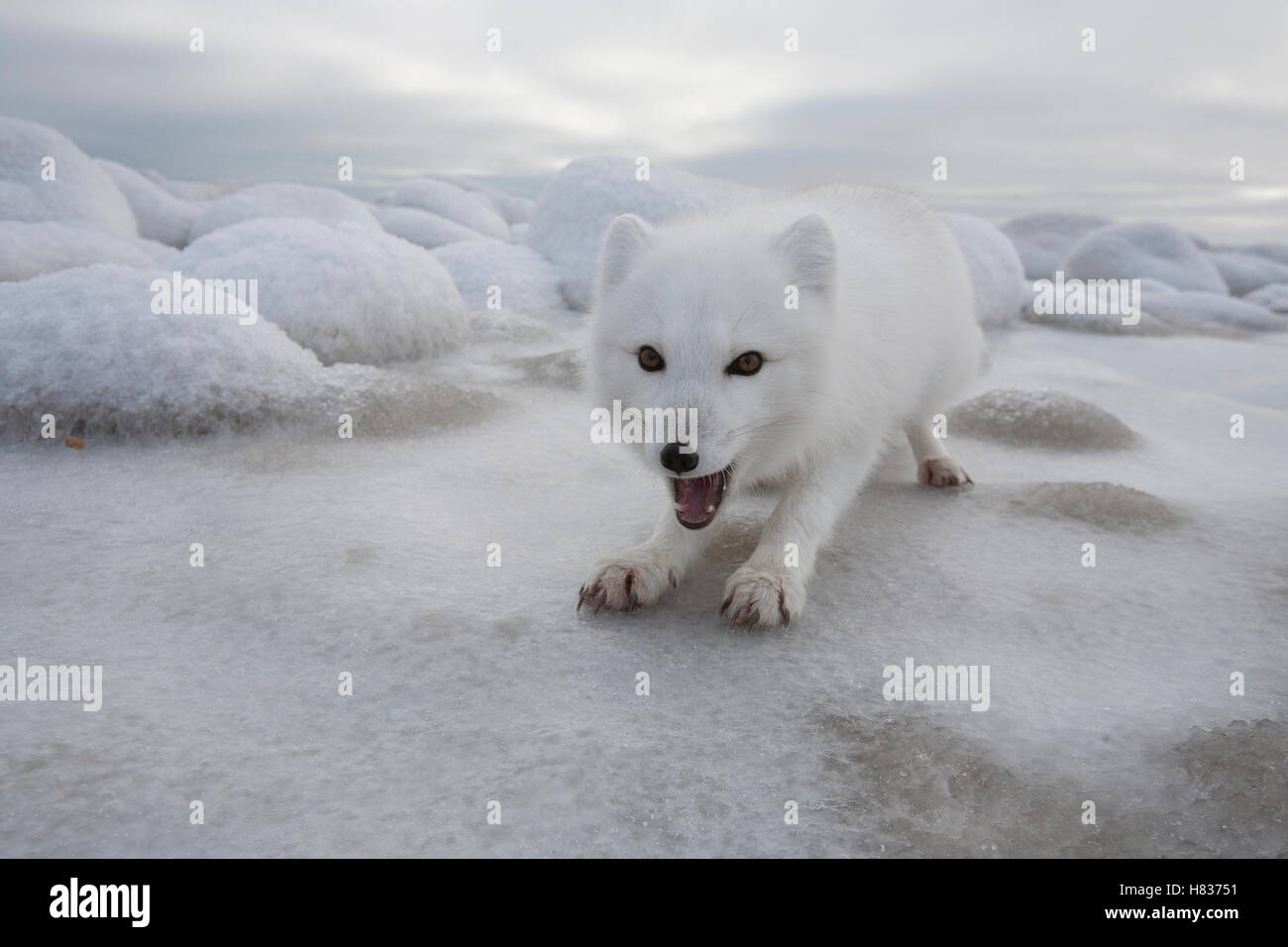 Arctic Fox (Alopex lagopus) in defensive posture, Churchill, Manitoba ...