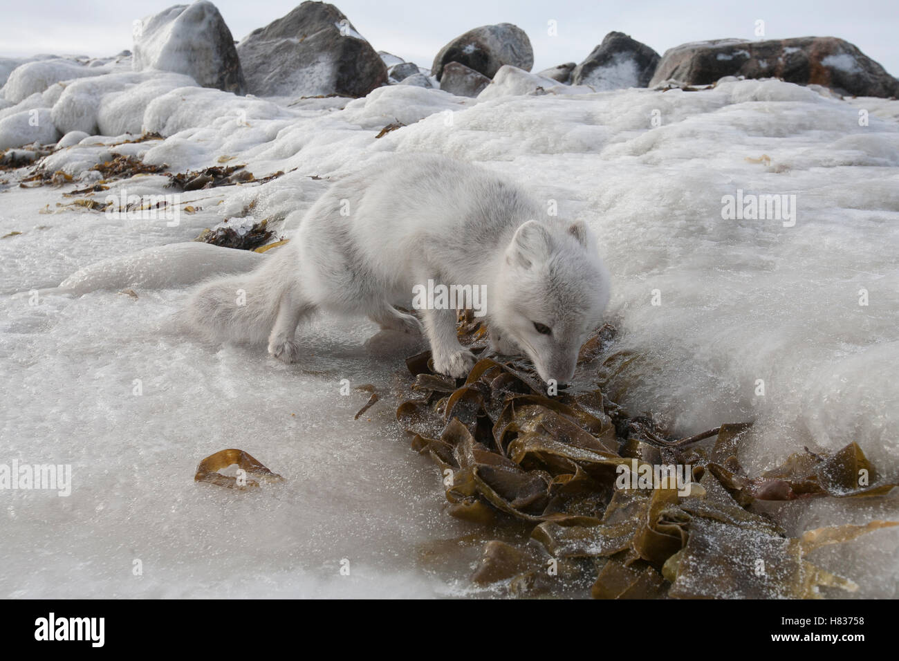 Arctic Fox (Alopex lagopus) smelling kelp, Churchill, Manitoba, Canada ...
