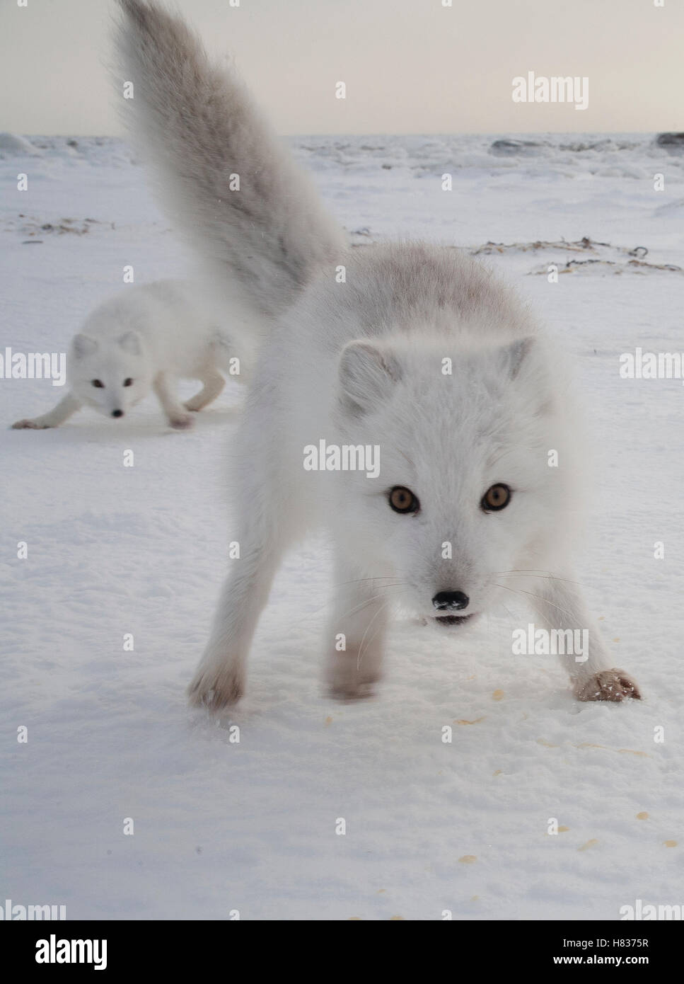 Arctic Fox (Alopex lagopus) pups in defensive posture, Churchill ...
