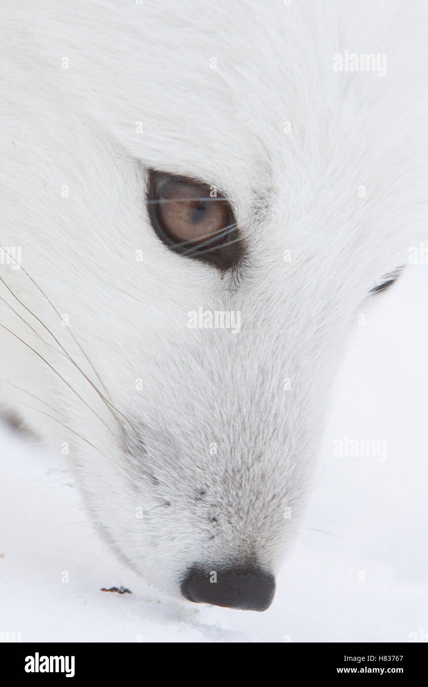 Arctic Fox (Alopex lagopus) smelling snow, Churchill, Manitoba, Canada ...