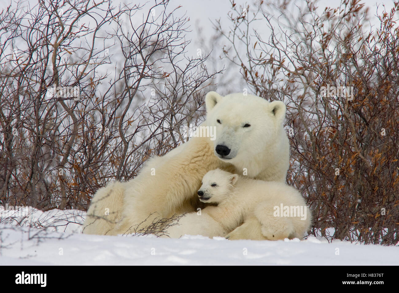 Polar Bear (Ursus maritimus) female with cub, Churchill, Manitoba, Canada Stock Photo - Alamy
