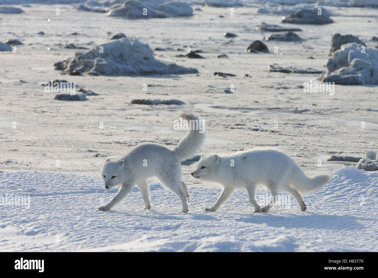 Arctic Fox (Alopex lagopus) sniffing rear in dominance behavior ...