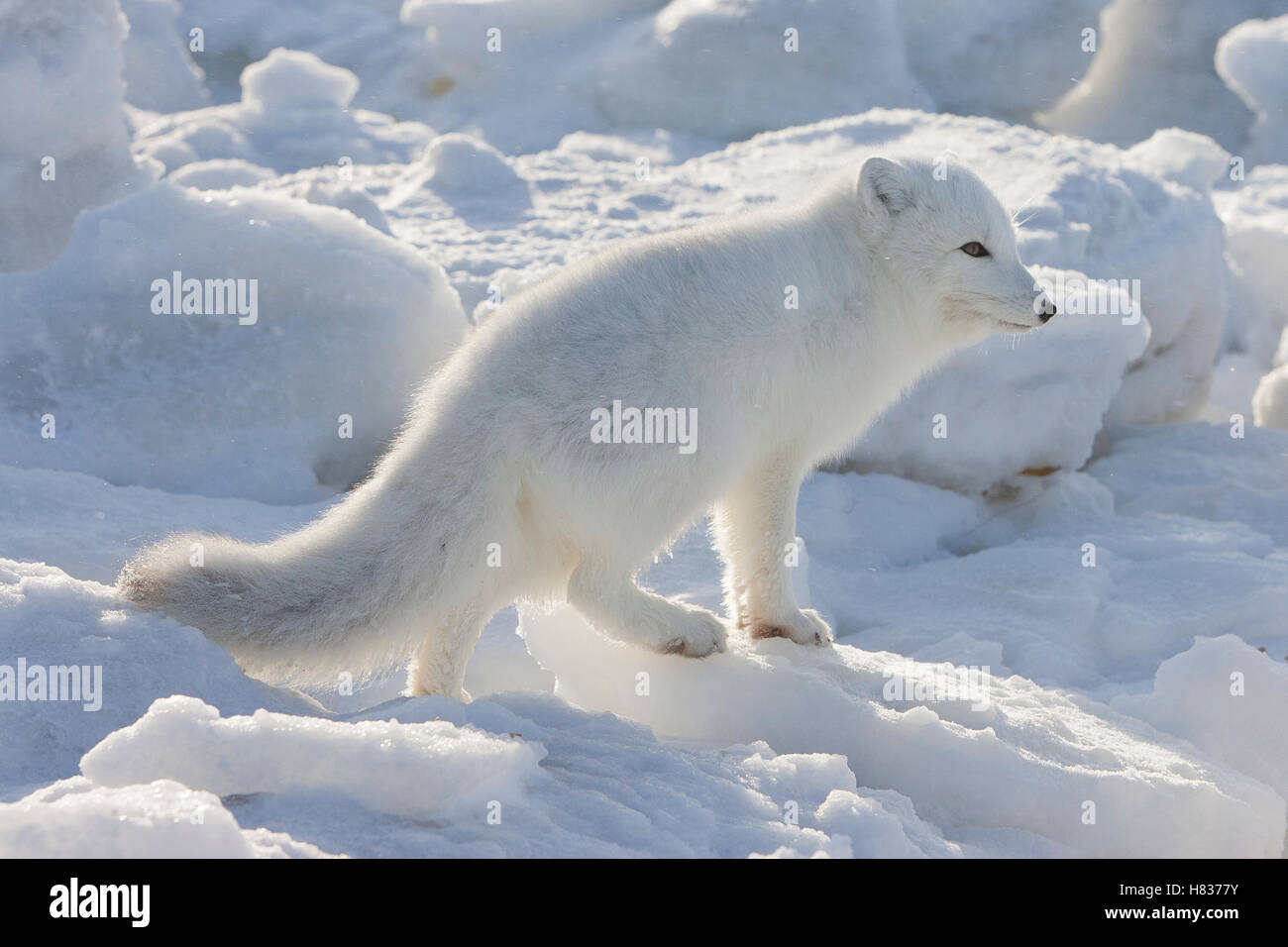 Arctic Fox (Alopex lagopus), Churchill, Manitoba, Canada Stock Photo ...