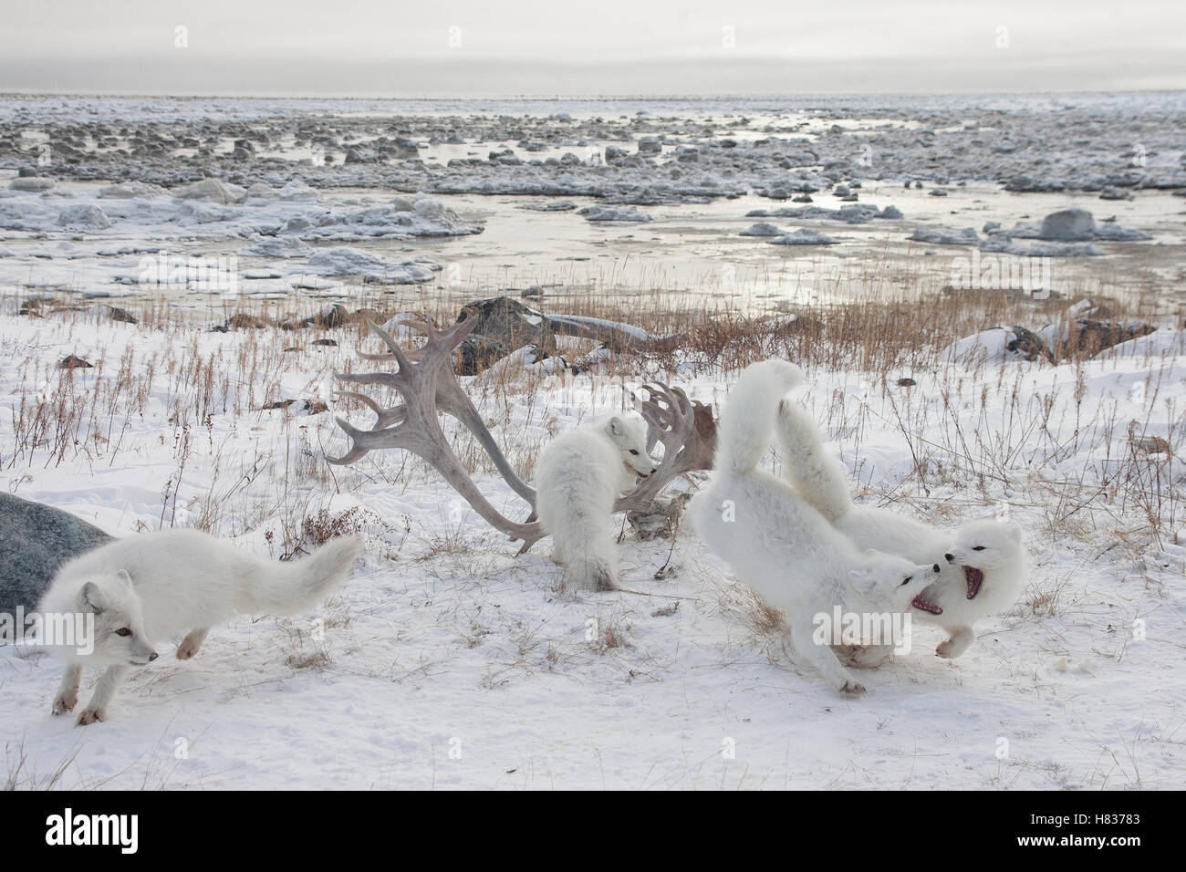 Arctic Fox (Alopex lagopus) group scavenging at Caribou (Rangifer ...