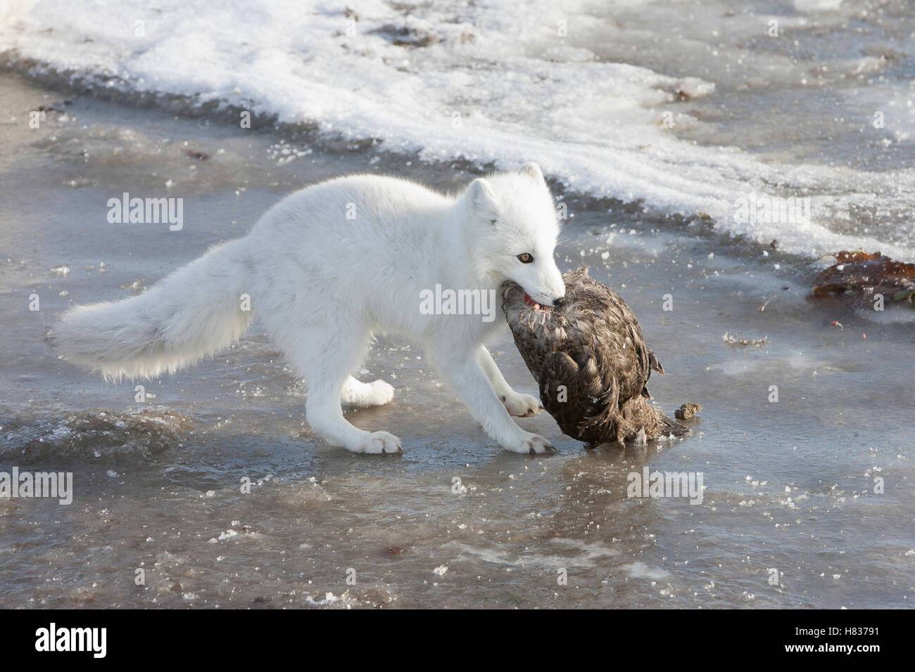 Arctic Fox (Alopex lagopus) carrying Common Eider (Somateria mollissima ...
