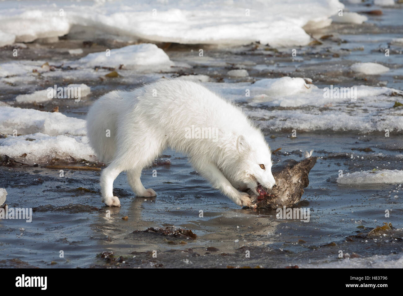 Arctic Fox (Alopex lagopus) feeding on Common Eider (Somateria ...