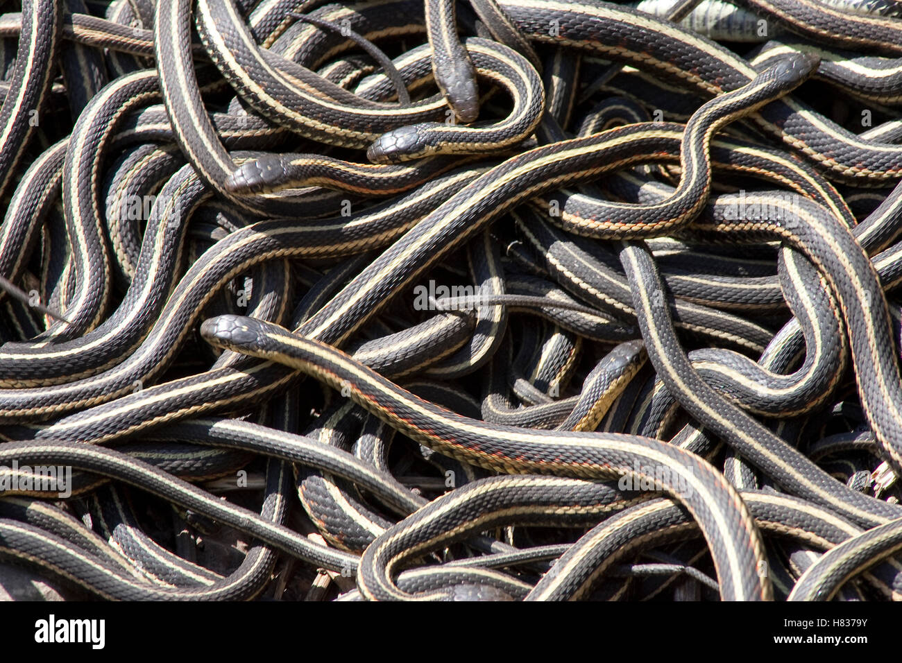 Red-sided Garter Snake (Thamnophis sirtalis parietalis) group mating ...