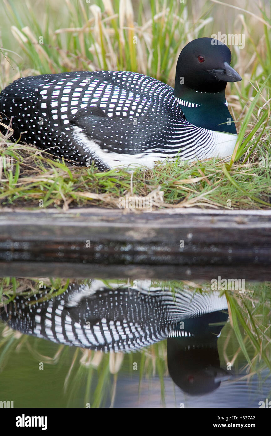 Common Loon (Gavia immer) on nest on floating platform, Kenora, Ontario ...
