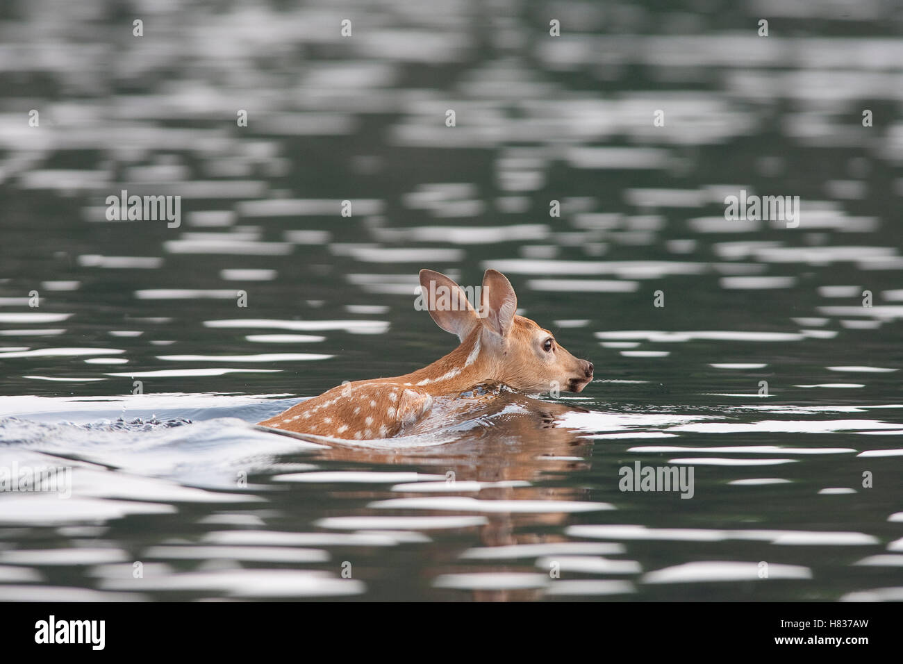White-tailed Deer (Odocoileus virginianus) fawn swimming, Kenora ...