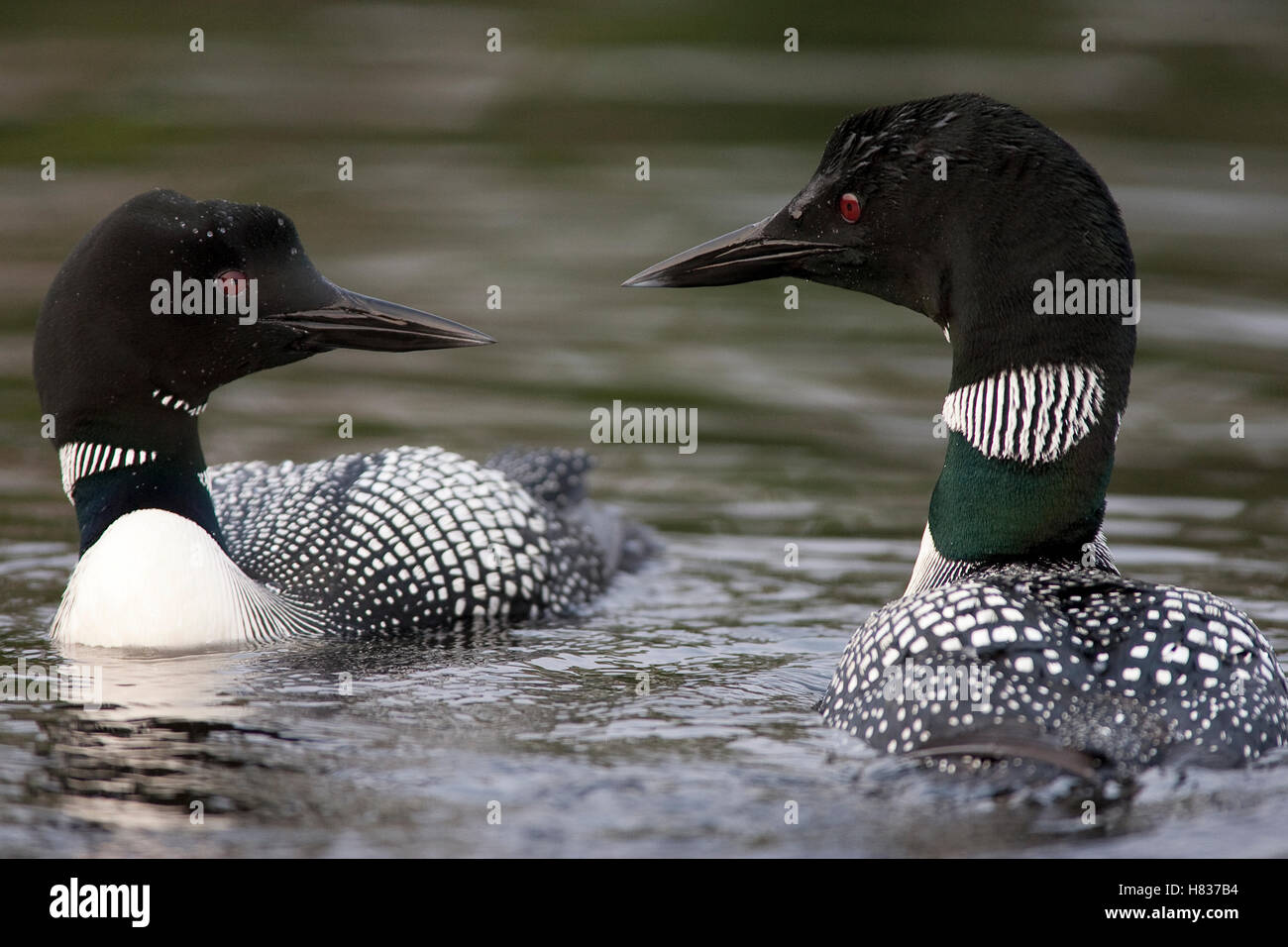 Common Loon (Gavia immer) pair, Kenora, Ontario, Canada Stock Photo - Alamy