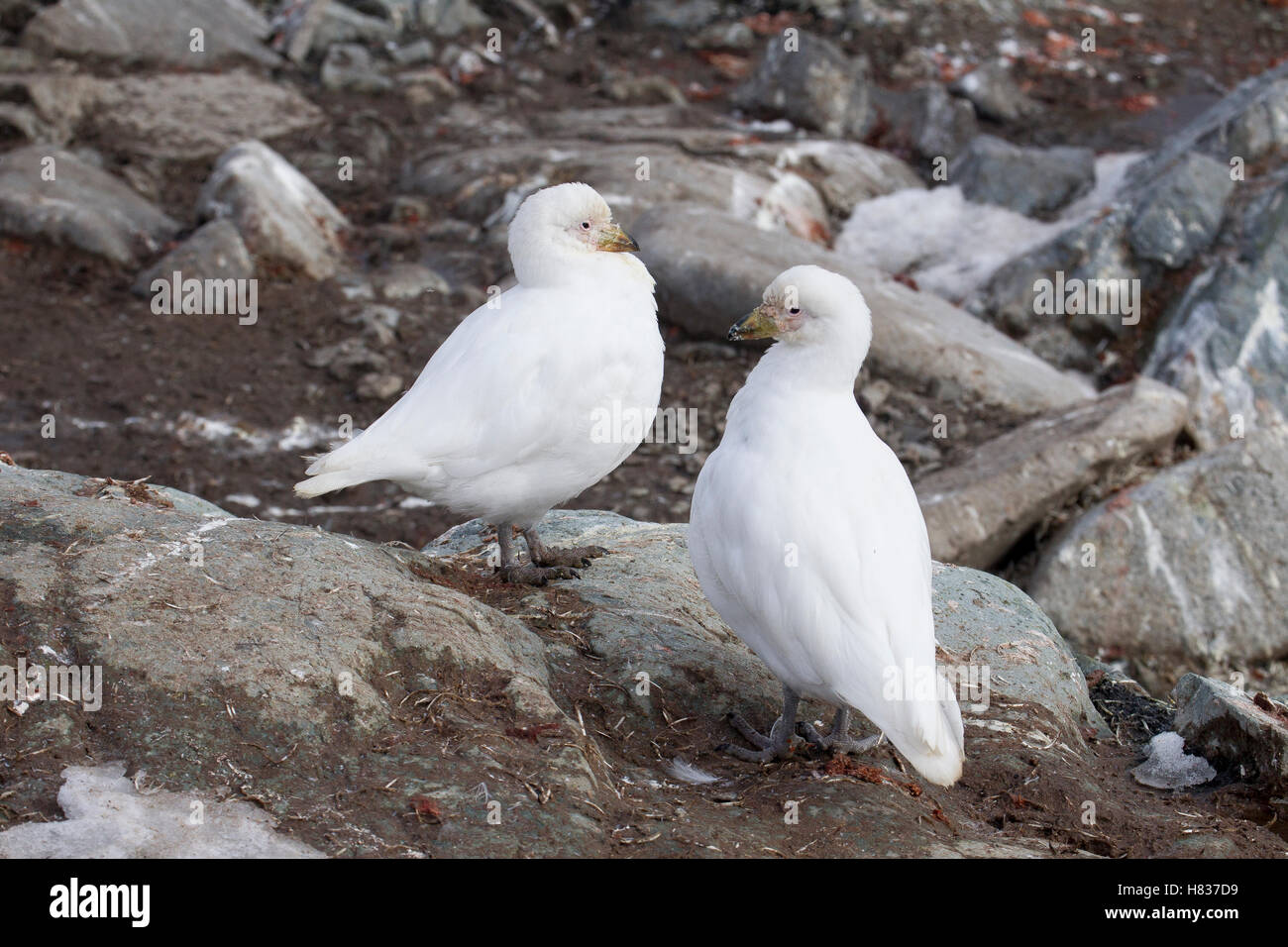 Snowy Sheathbill (Chionis albus) pair, Almirante Brown, Paradise Bay ...