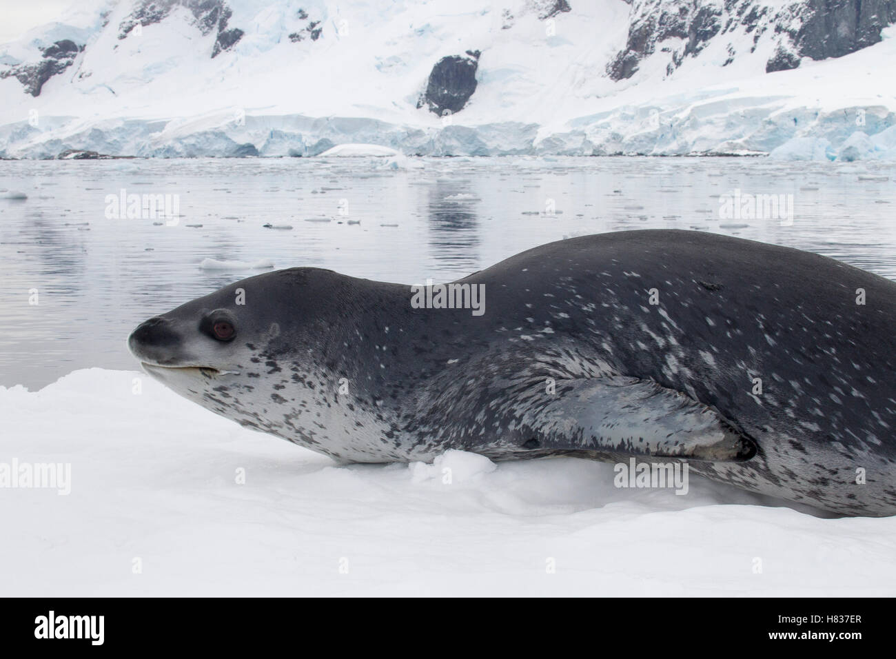 Leopard Seal (Hydrurga leptonyx), Paradise Bay, Antarctic Peninsula ...