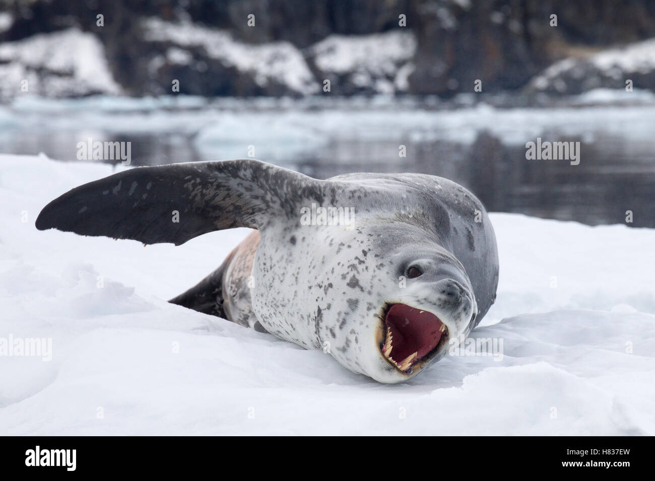 Leopard Seal (Hydrurga leptonyx) in calling, Paradise Bay, Antarctic ...