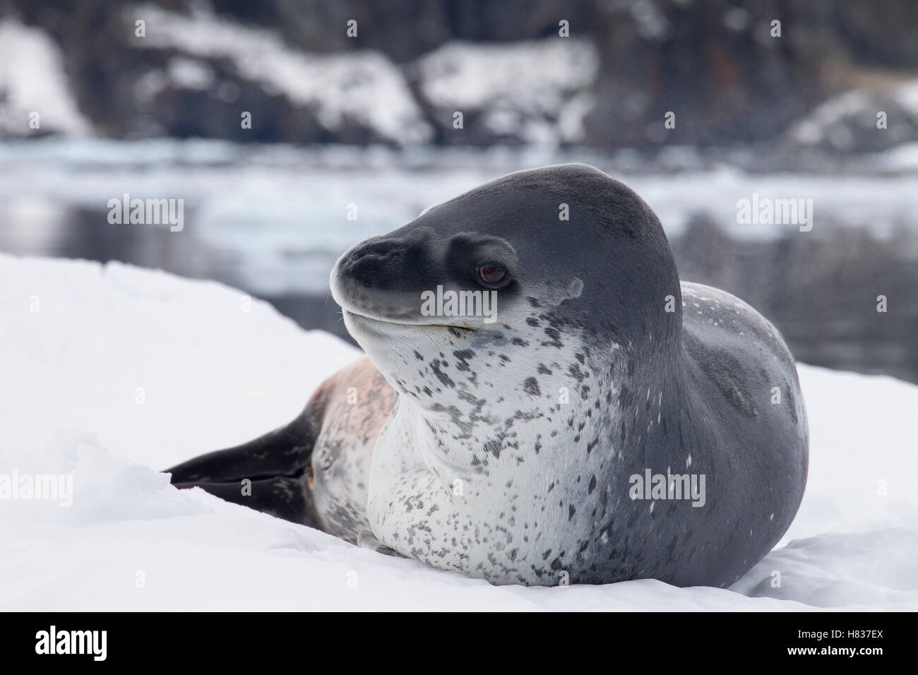 Leopard Seal (Hydrurga leptonyx), Paradise Bay, Antarctic Peninsula ...