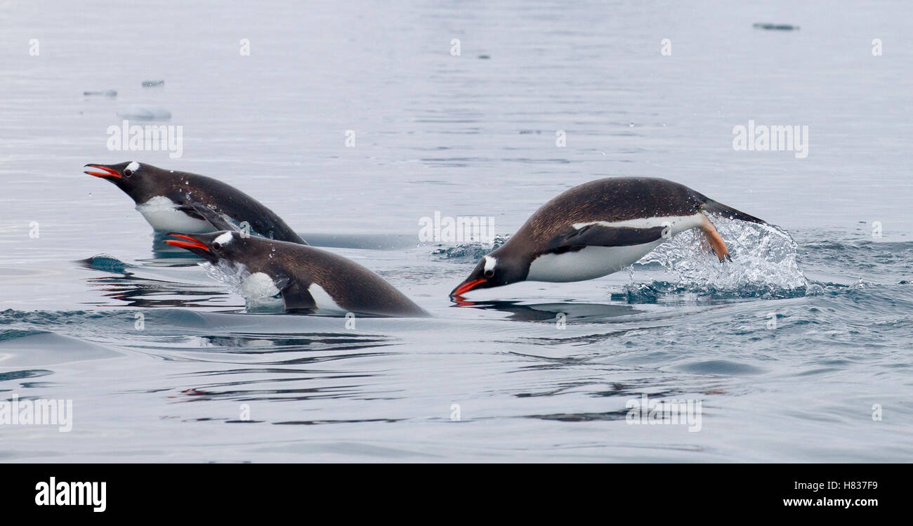 Gentoo Penguin (Pygoscelis papua) trio porpoising, Paradise Bay ...