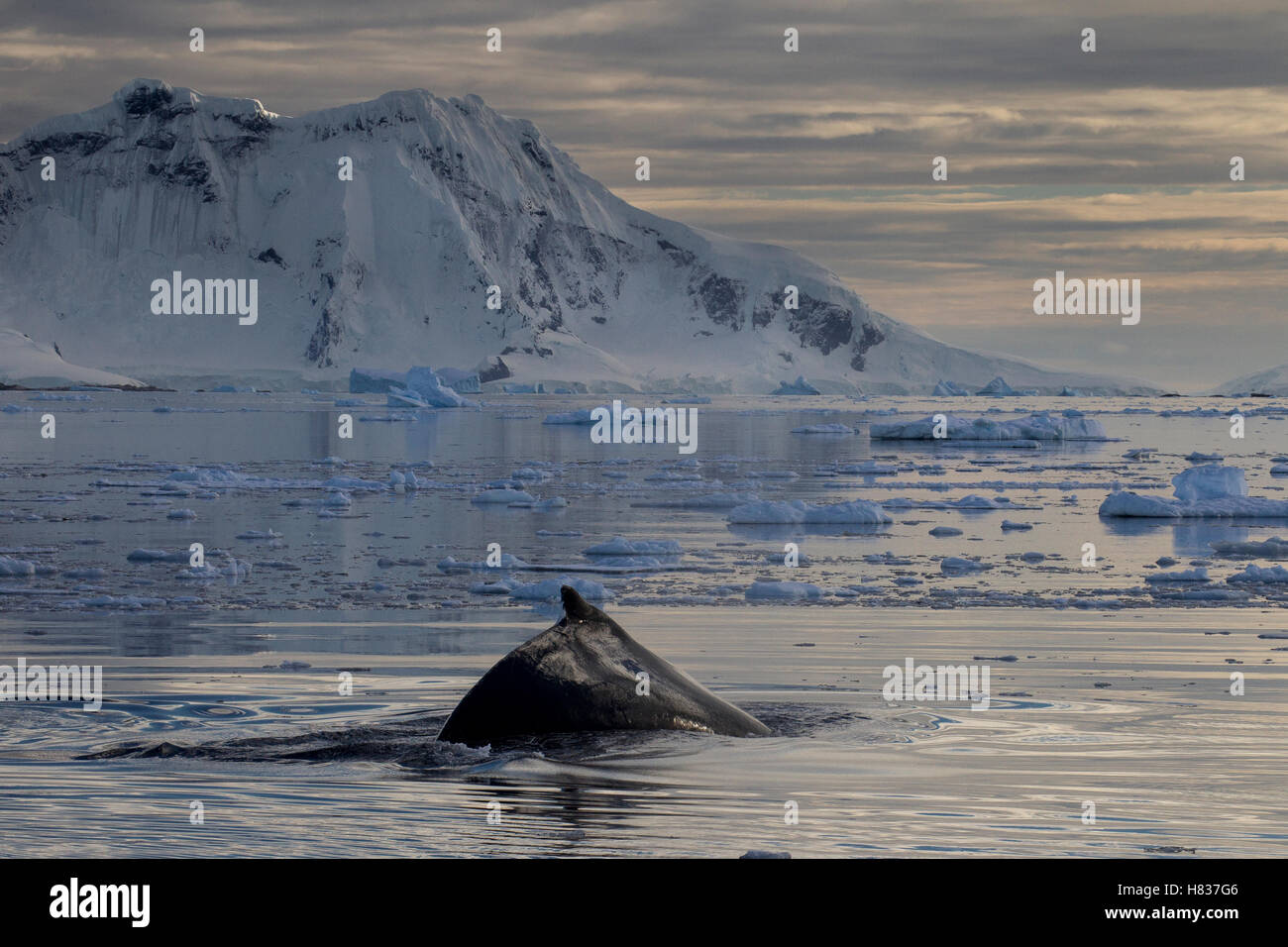 Humpback Whale (Megaptera novaeangliae) diving near coast, Gerlache ...