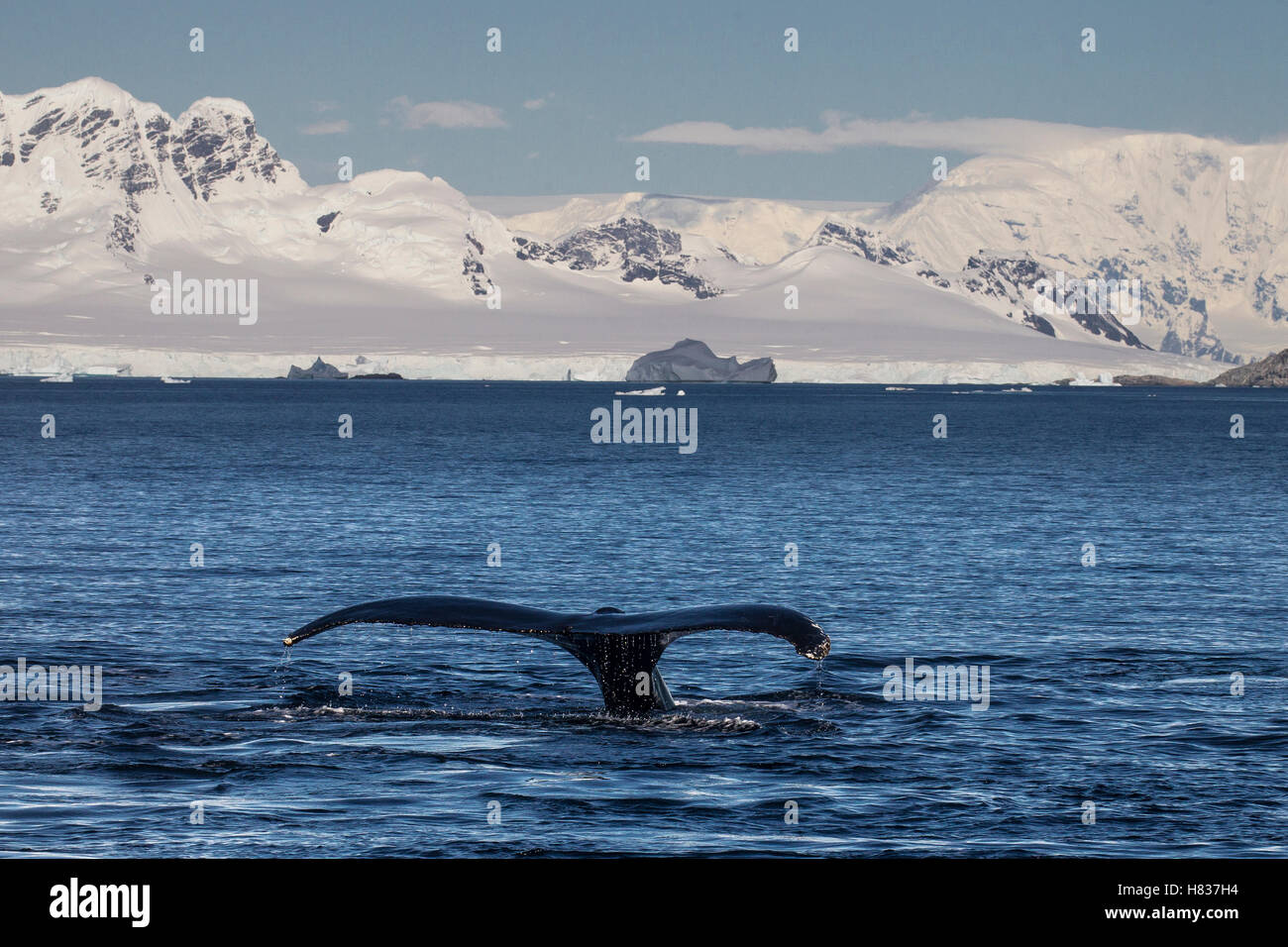 Humpback Whale (Megaptera novaeangliae) diving near coast, Gerlache ...