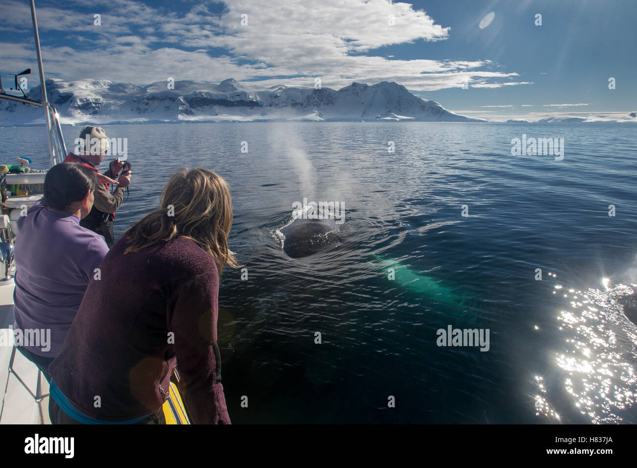 Humpback Whale (Megaptera novaeangliae) curious individual surfacing ...