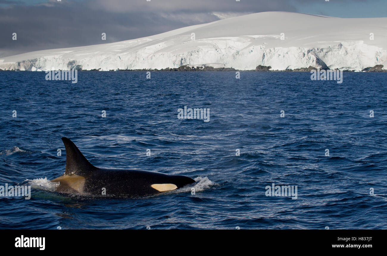 Orca (Orcinus orca) female surfacing, Anvers Island, Antarctic ...