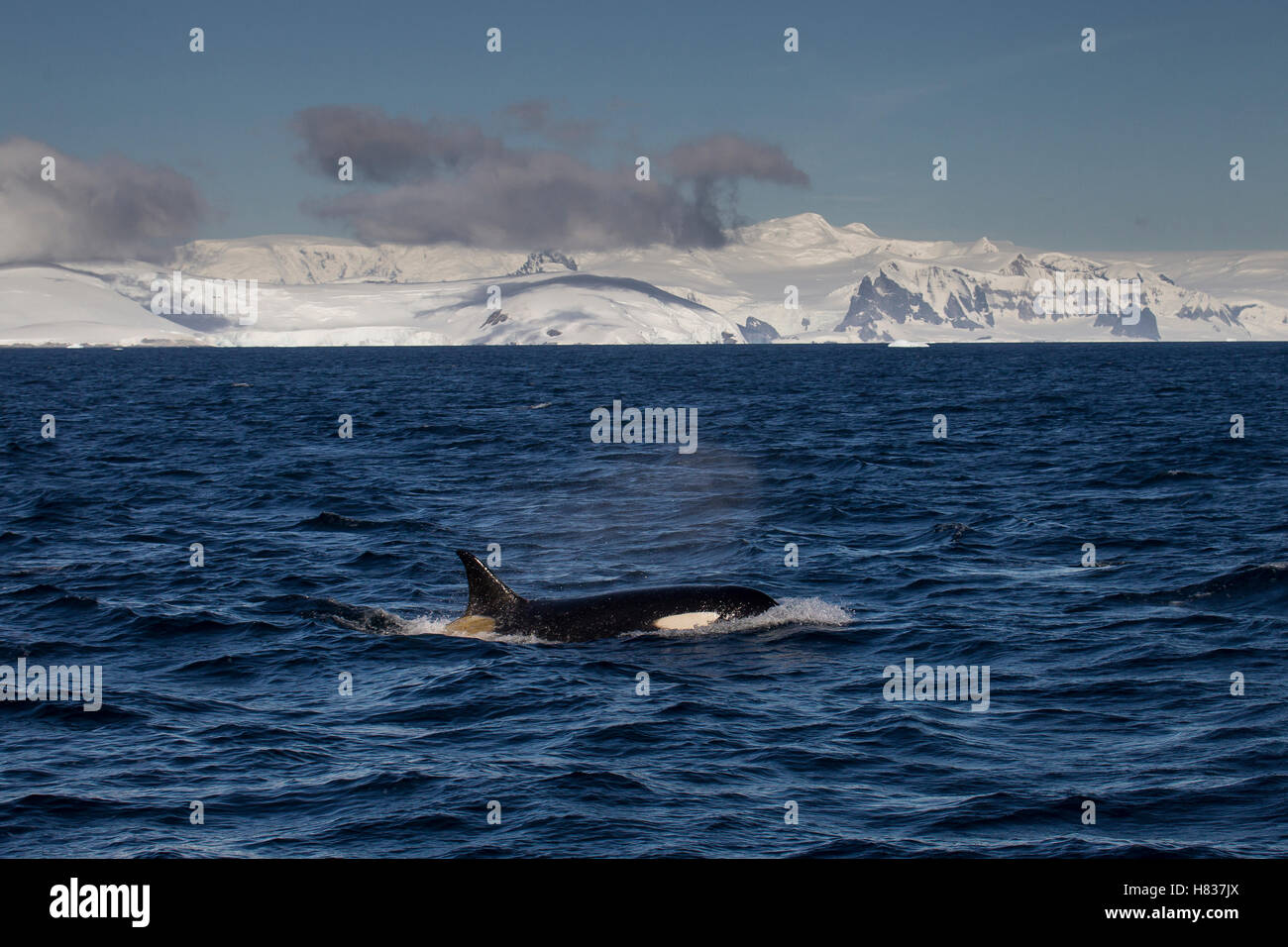 Orca (Orcinus orca) female surfacing, Anvers Island, Antarctic ...